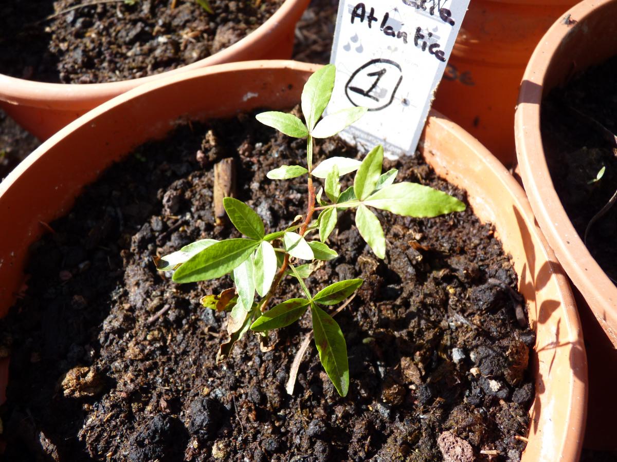Producción de especies vegetales de gran porte | Garden Center ...